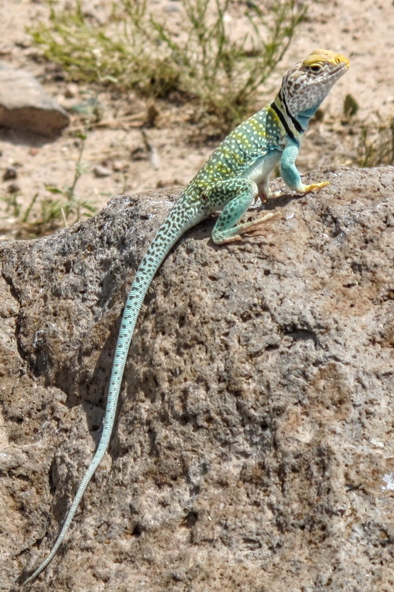 Lizards around Arizona