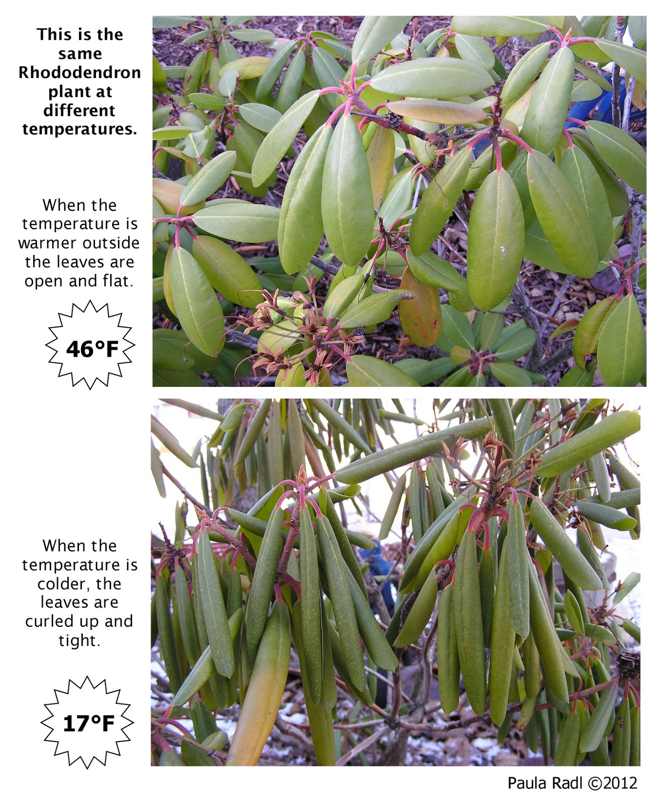 DigThisArt by Paula Radl: "Cold Weather Indicators"