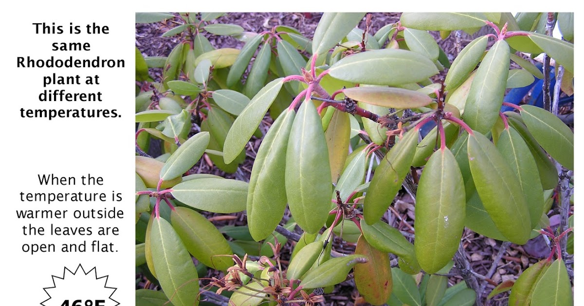 DigThisArt by Paula Radl: "Cold Weather Indicators"