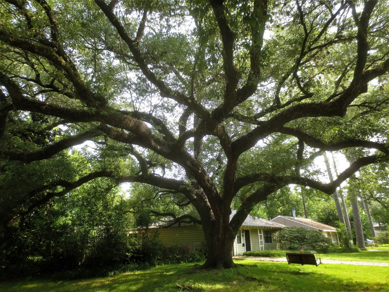 Tropical Texana: GARDENING AFTER HOUSTON'S HURRICANE HARVEY