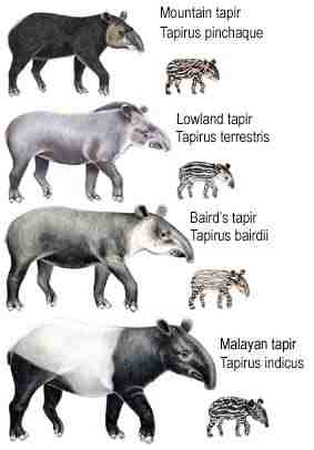 Taksonomi Tapir Asia (Tapirus Indicus) - Sekilas Peternakan