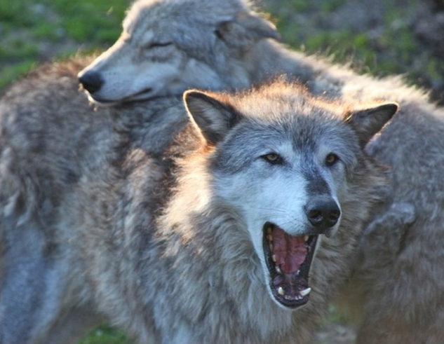 ERIPE LUPUS: YELLOWSTONE NATIONAL PARK WOLVES