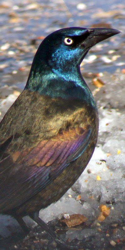 Family Trove: Something to Crow about