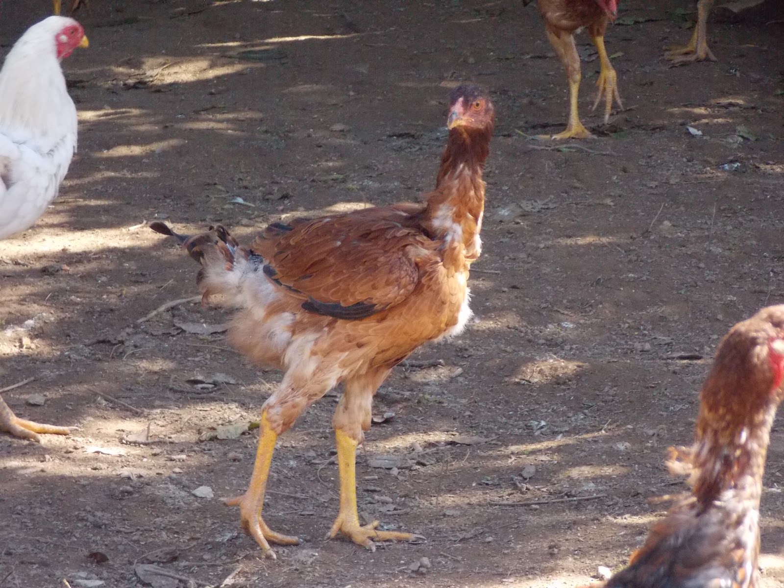 Galo Indio Gigante - Itajubá: Apresentação