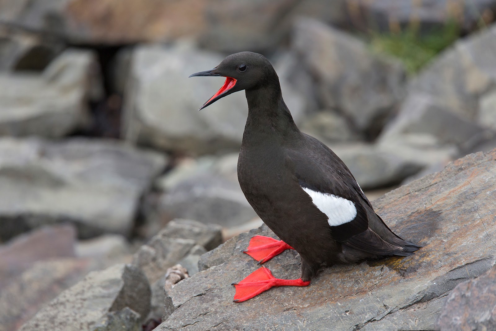 Natuurfotografie: Zwarte Zeekoet vangt Puitaal.