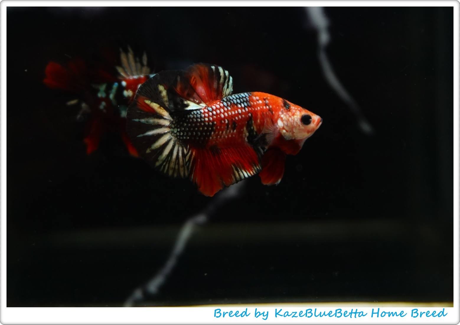 Berita TV Malaysia: Fancy HMPK Red copper Koi