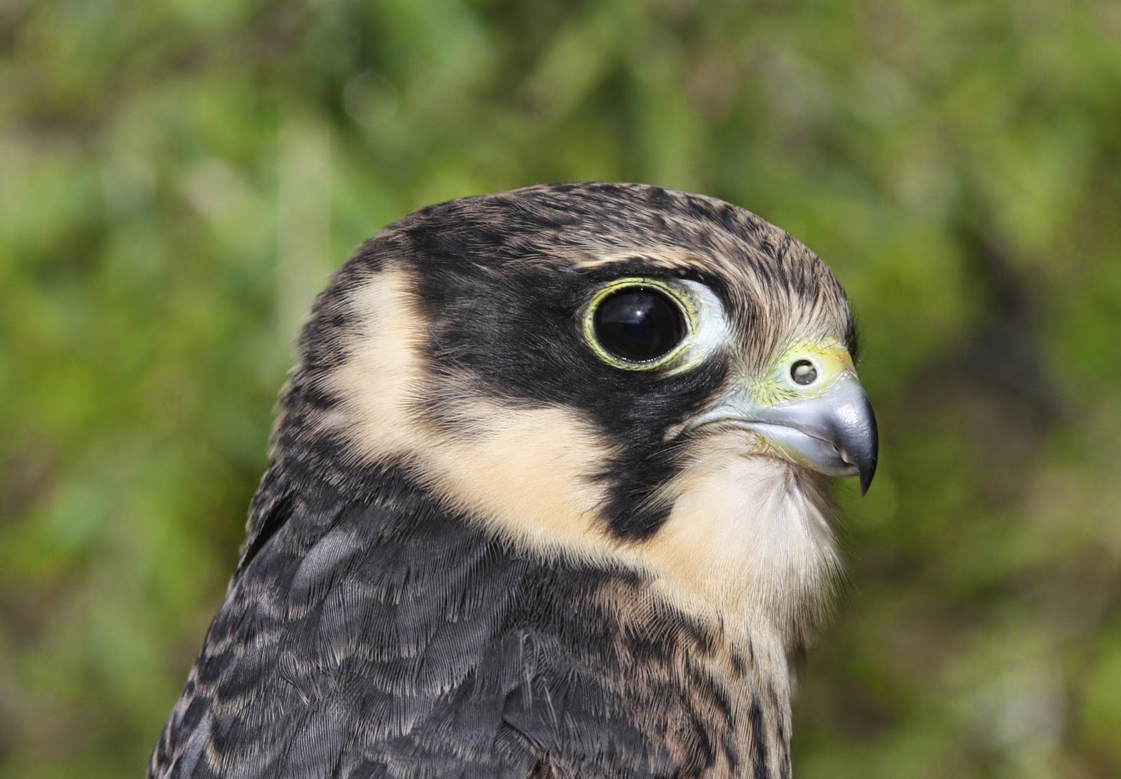 Chokpak and Lake Kyzylkol: Kazakhstan - Bird Ringing September 2013 ...