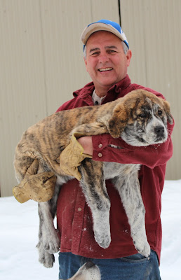 LIVESTOCK GUARDIAN DOG BLOG: Livestock Guardian Dogs and "The Brindle ...