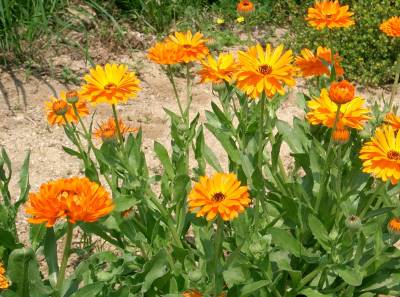 Kako Liječiti: NEVEN - Calendula officinalis