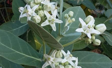 Blog Budaya Indonesia: Rumah Adat Bali : Rumah yang Kaya Seni dan Filosofi