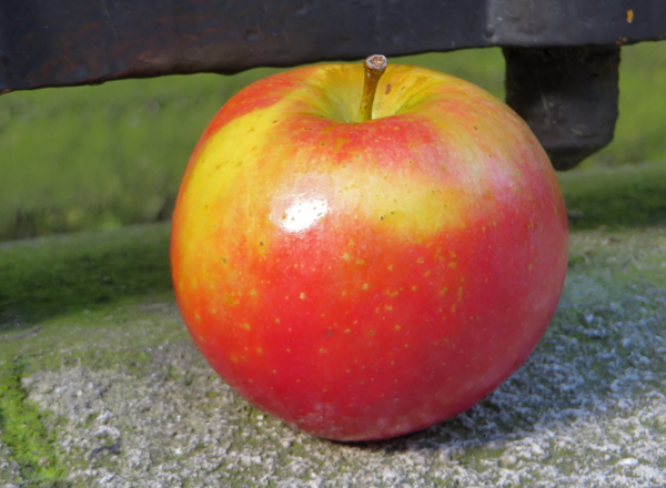 Ariane - Adam's Apples