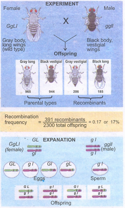 Knowledge Class: Crossing Over