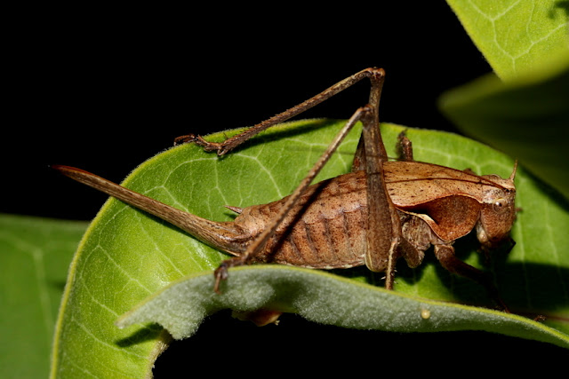 Listening in Nature: The Predatory Katydid