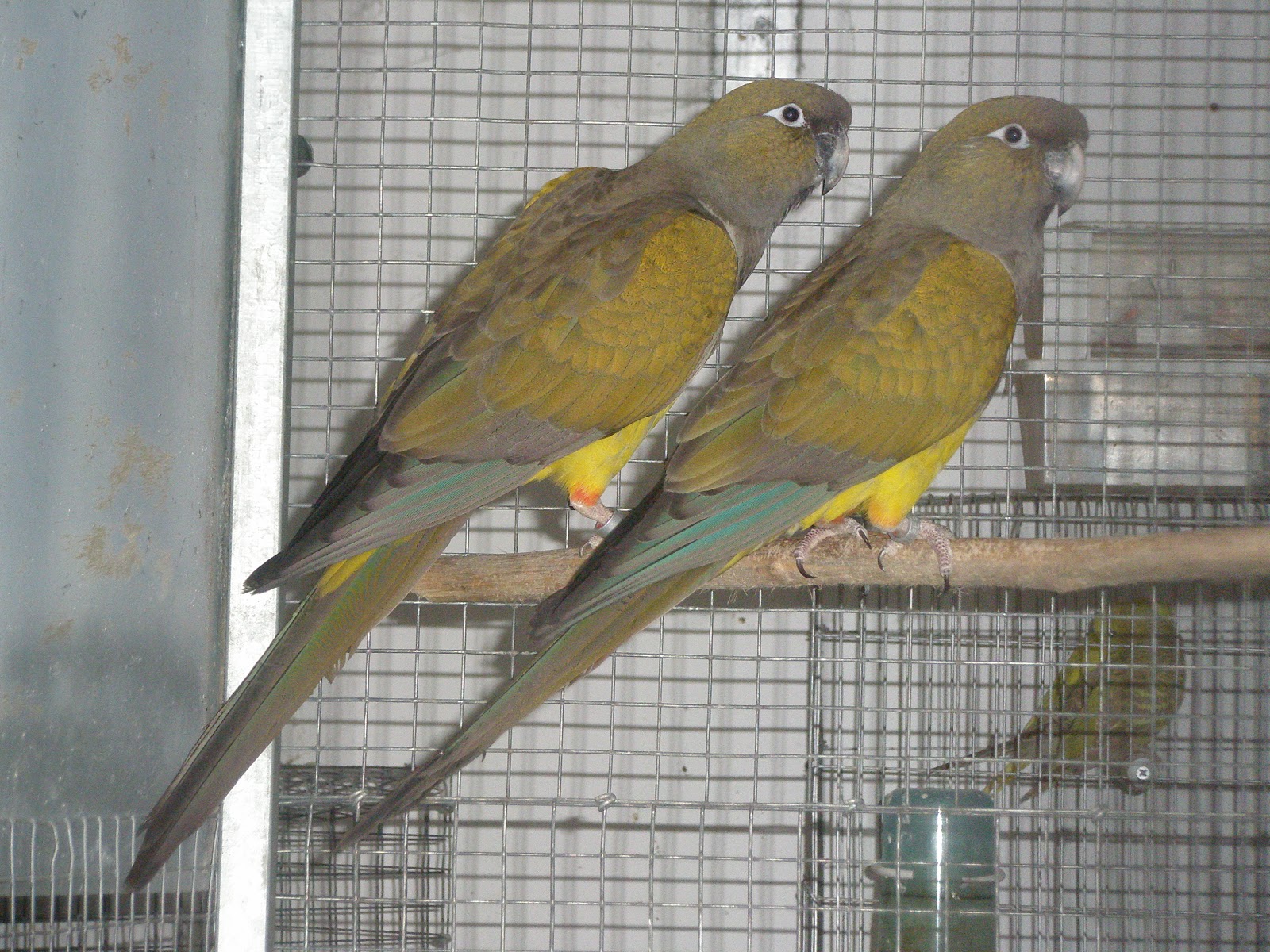 Aves da Vera e do Ricardo