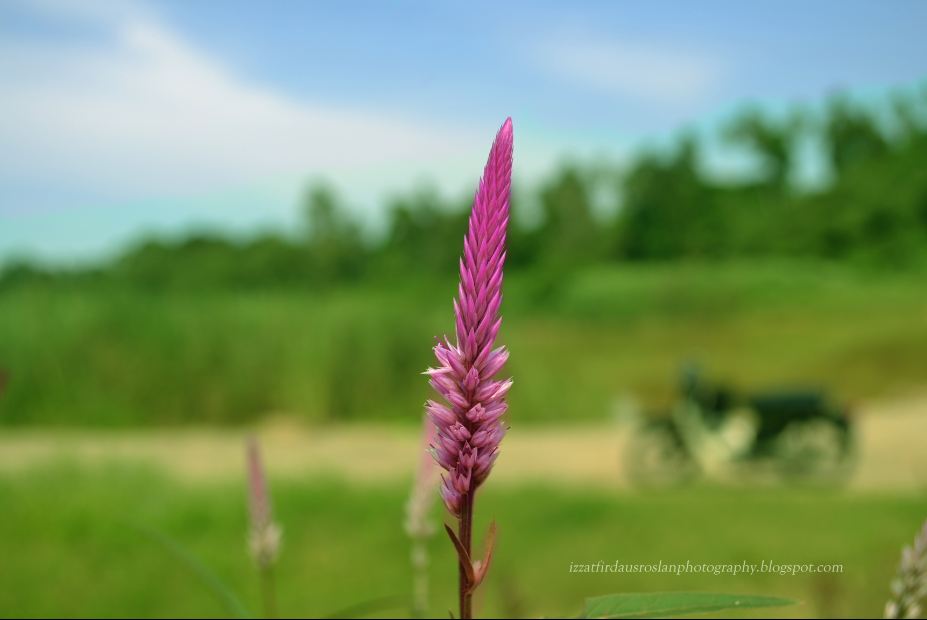 LAMAN SYURGA FIRDAUS: BUNGA BALUNG AYAM