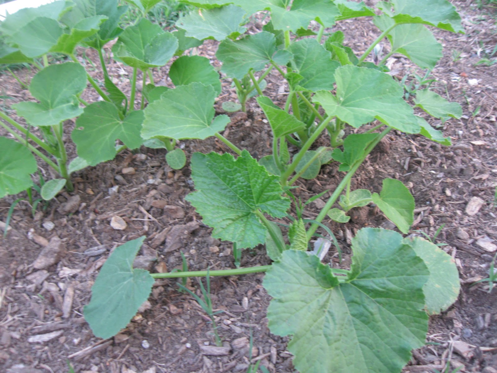 Kentucky Fried Garden: The First Okra of the Season