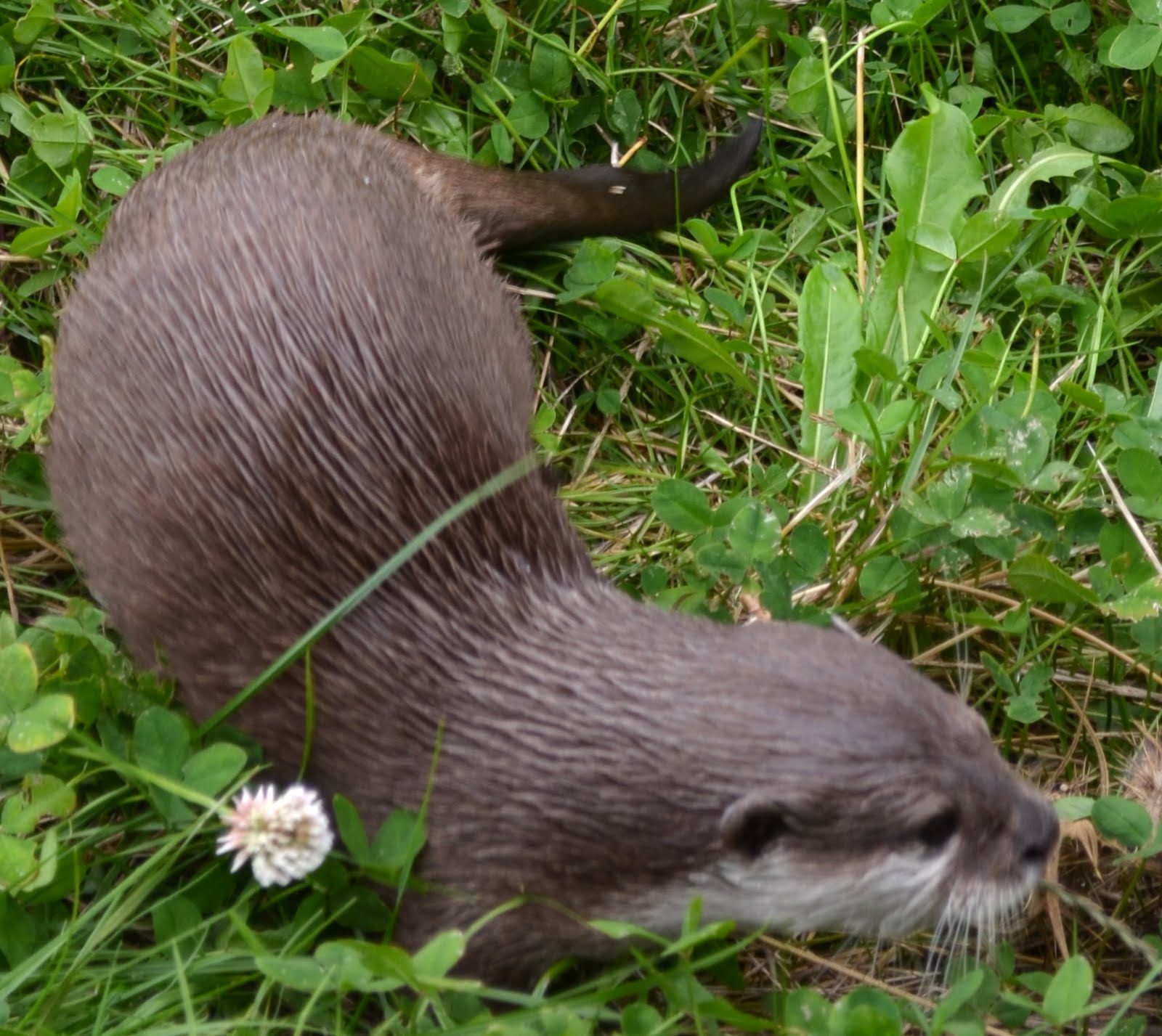 Tour Scotland: Tour Scotland Photographs Otter Perthshire