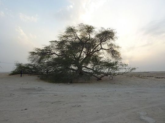 ʼmd: preocupări și interese: Tree of Life – Bahrain