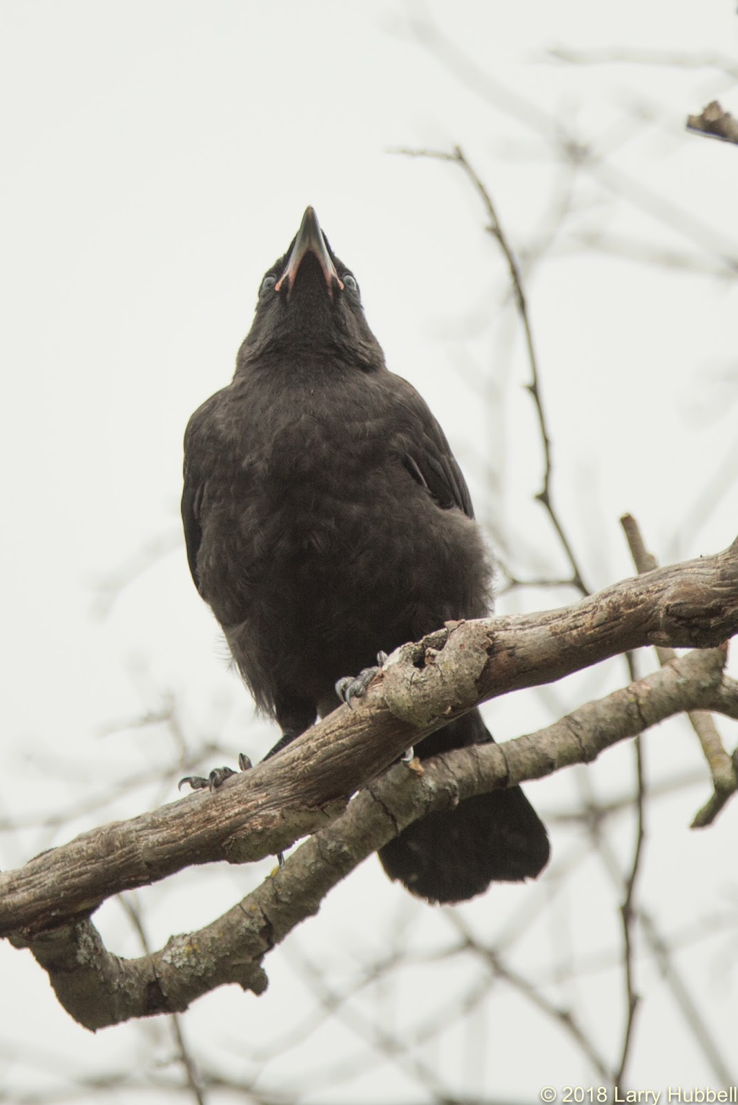 Union Bay Watch : Baby Crows