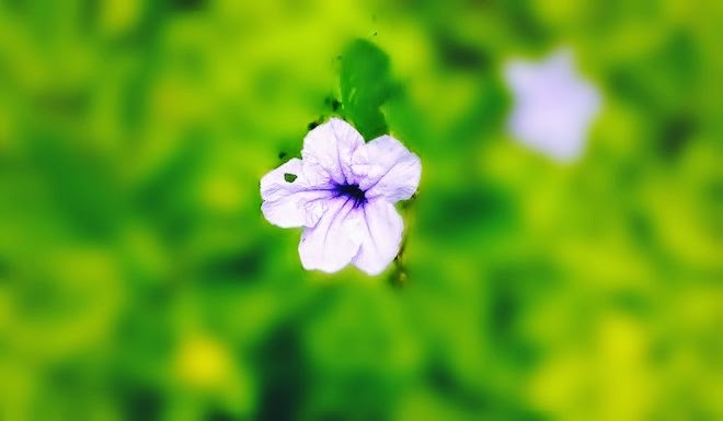 Paling Bagus 23+ Gambar Bunga Ngeblur - Gambar Bunga Indah