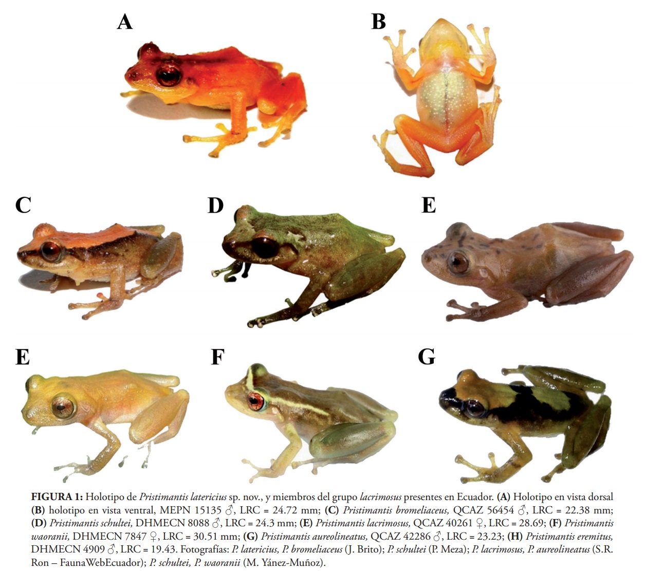 Species New to Science: [Herpetology • 2014] Pristimantis latericius ...