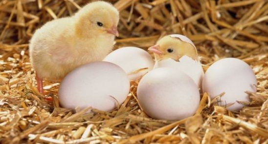 EJEMPLOS DE ANIMALES OVÍPAROS - PURO TIP - Artículos, Masters y Cursos