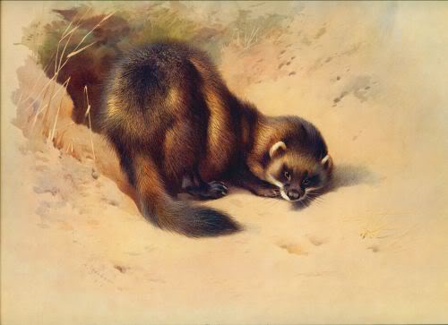 Abe's Animals: Scottish polecat