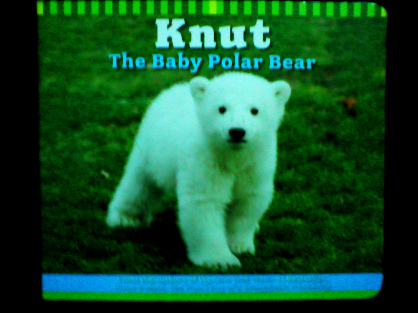 CHILDREN BOOKS FOR YOU: Knut The Baby Polar Bear