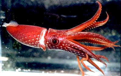 Cumi-cumi ~ EKOSISTEM LAUT