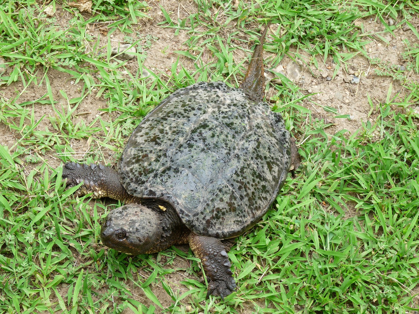 Connecticut Audubon Society: Snapping Turtles