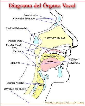 Disfrucanta: La fonación