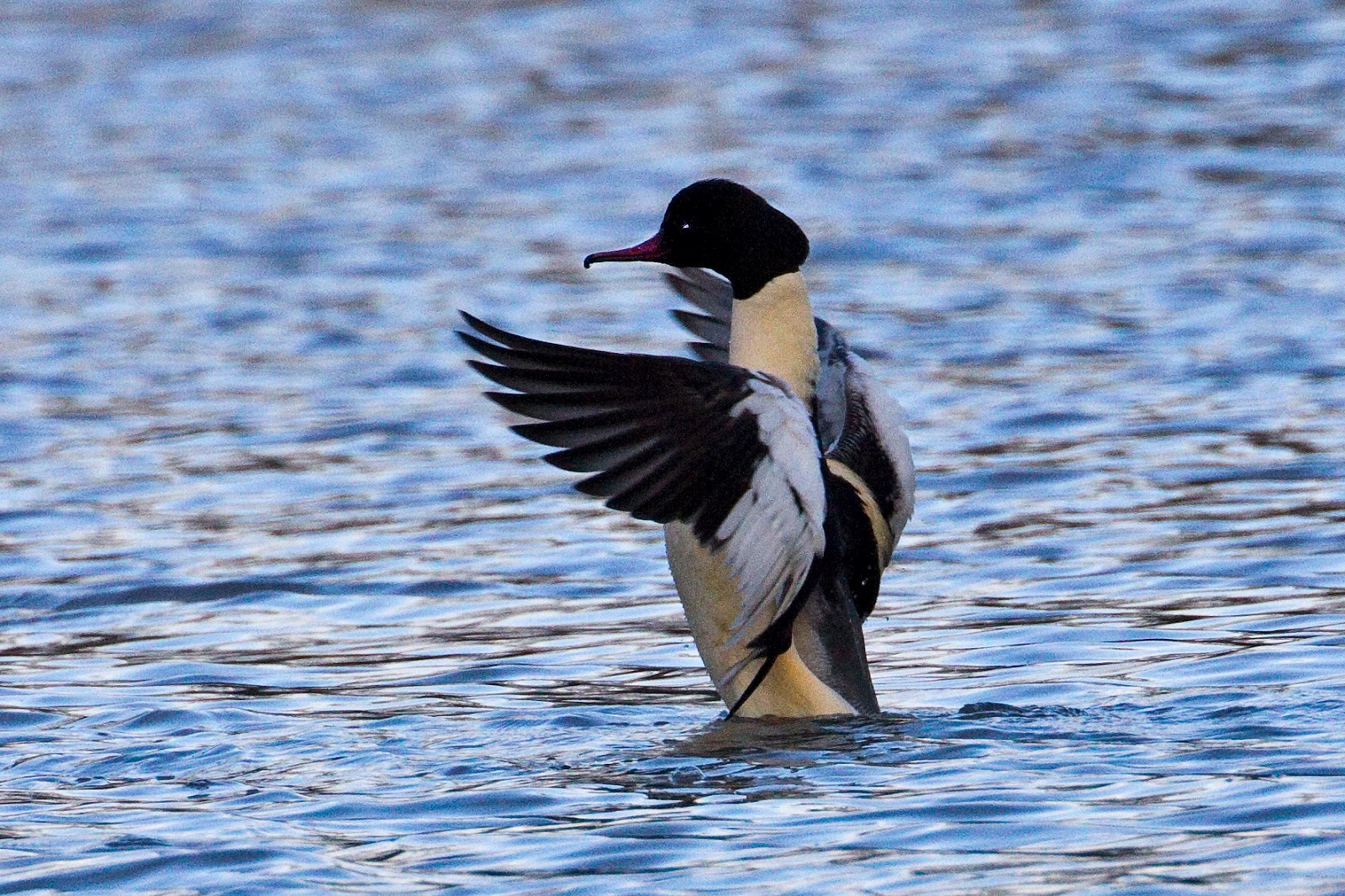 Martin's Sussex Birding Blog: Goosander