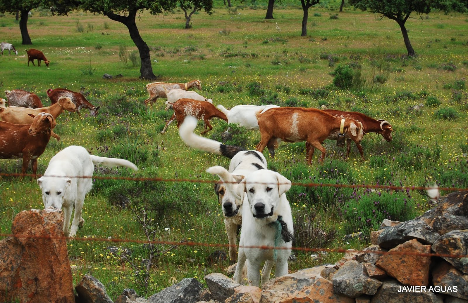 Lagartijo: EN PASTORÍA.