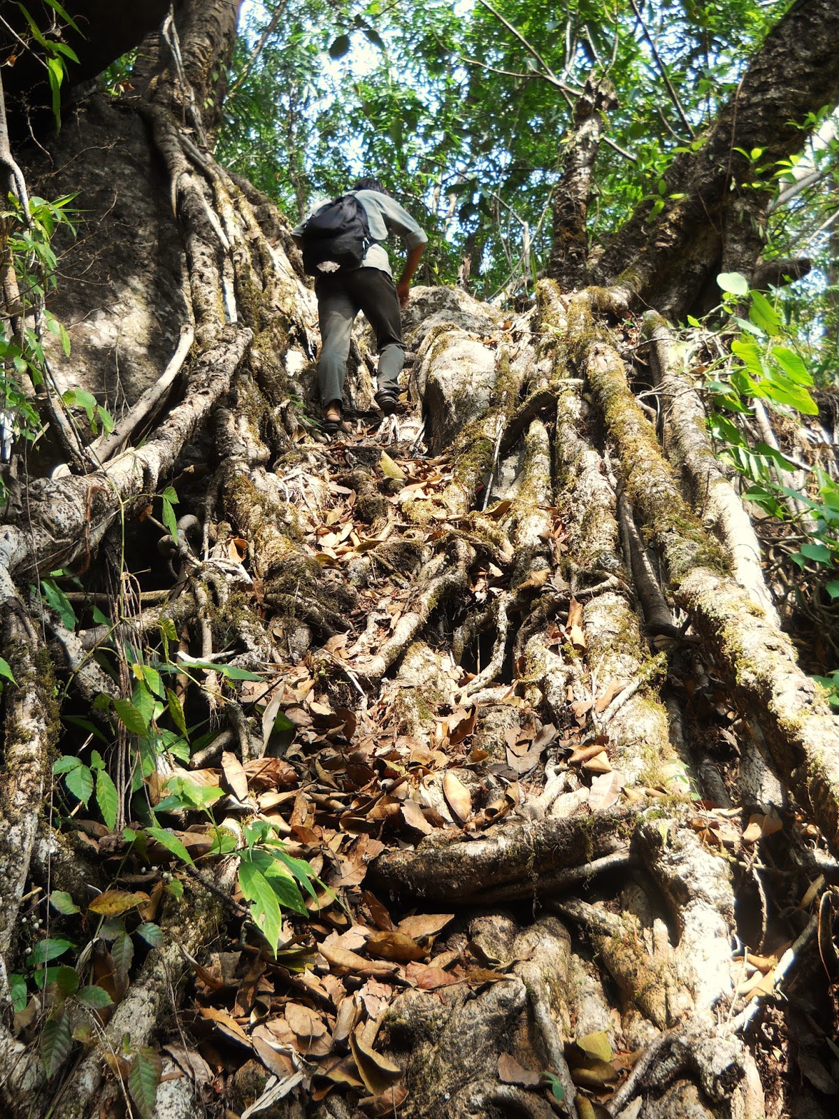evenfewergoats: The Undiscovered Living Root Bridges of Meghalaya Part ...