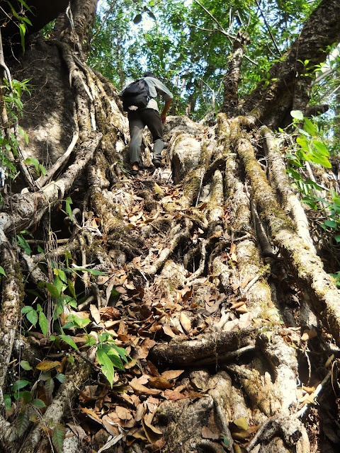 evenfewergoats: The Undiscovered Living Root Bridges of Meghalaya Part ...