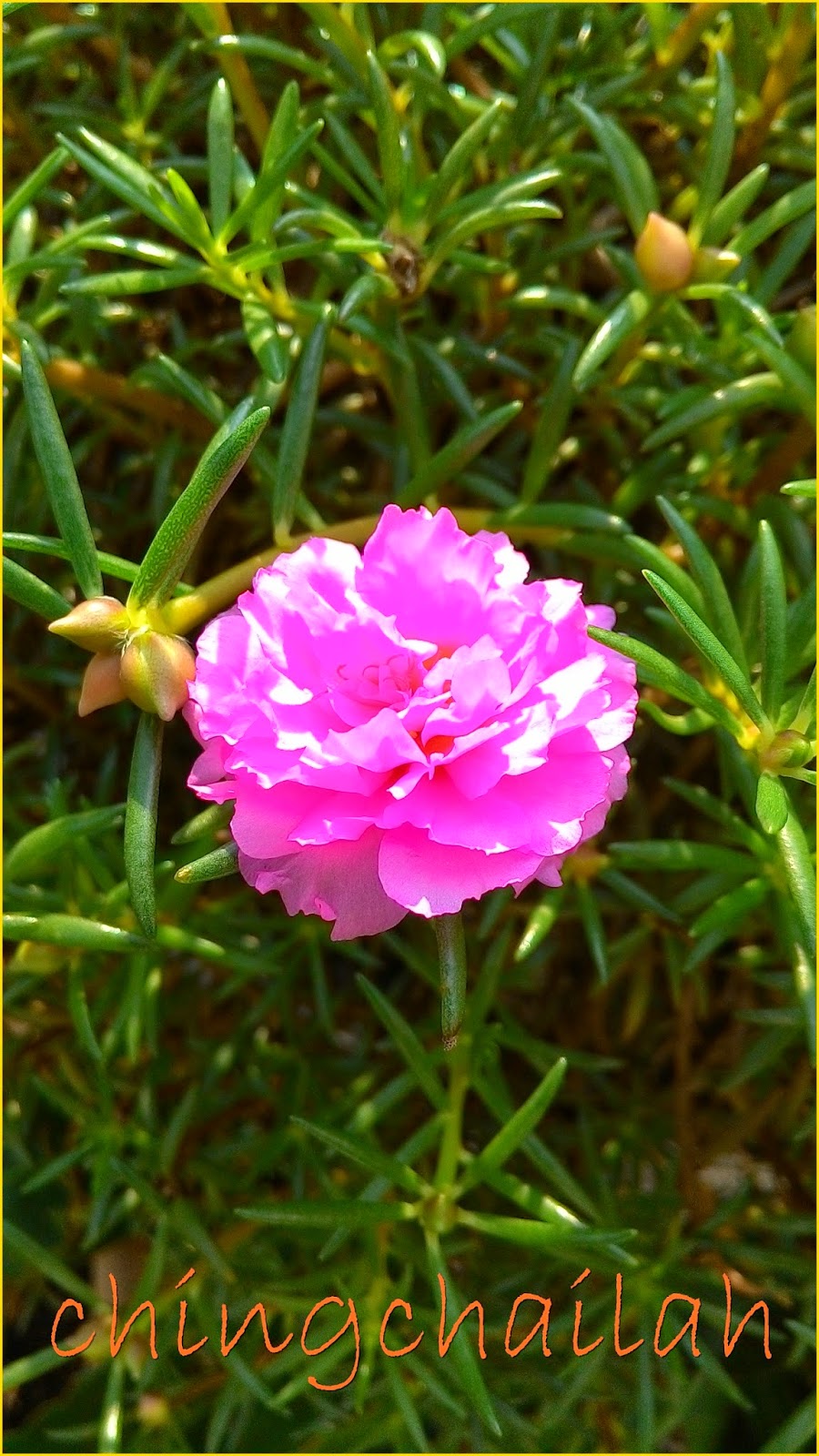 Simple Living In Nancy: JAPANESE ROSES OR PORTULACA GRANDIFLORA HYBRID ...
