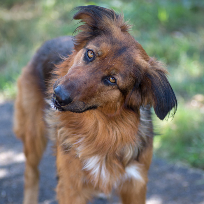 German Shepherd Irish Setter Mix