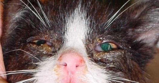 Story of Sam by Susan Golis: Feline viral rhinotracheitis Symptoms