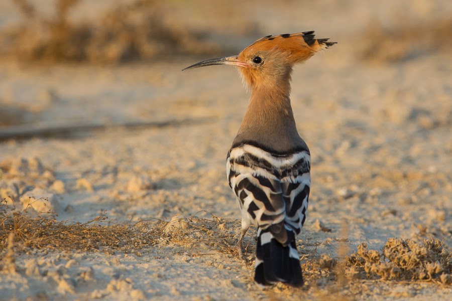Birds of Saudi Arabia: Eurasian Hoopoes – Dhahran Hills
