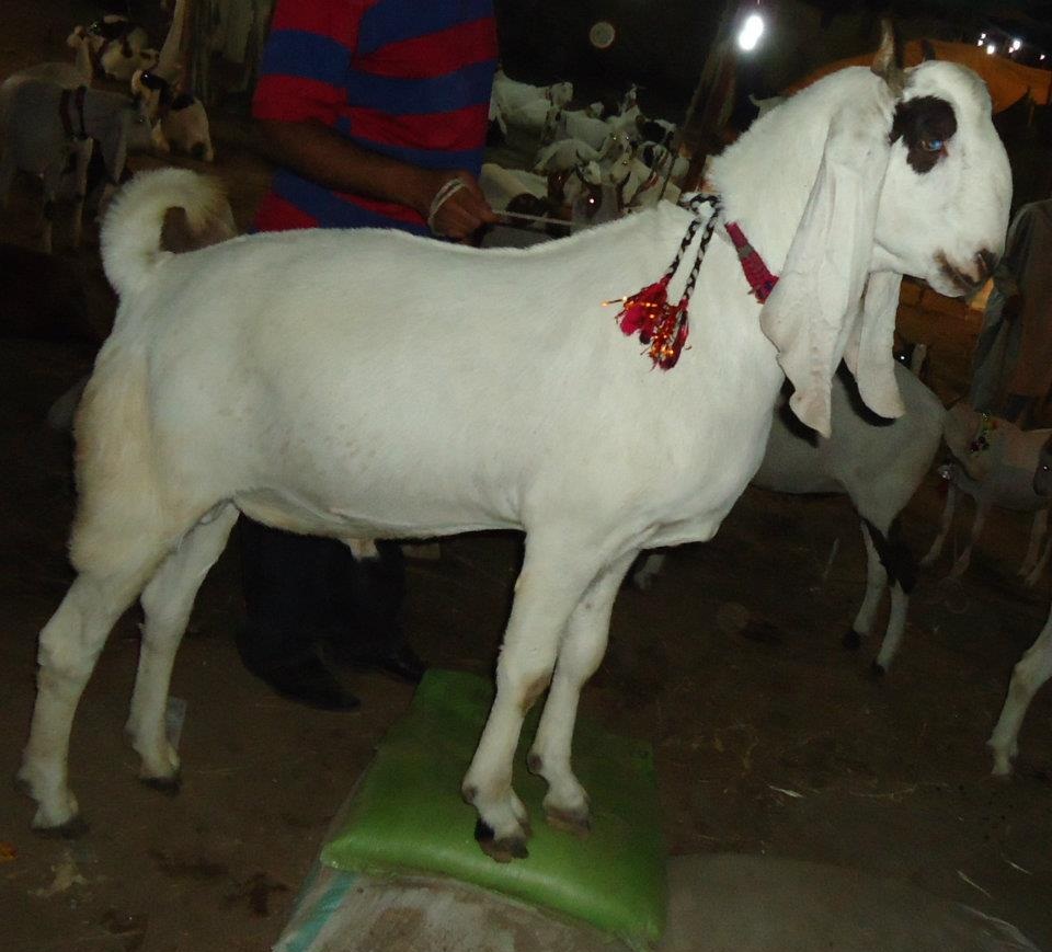 Bakras For Sale In Karachi Mandi - Pakistani Politics, News, World, Sports