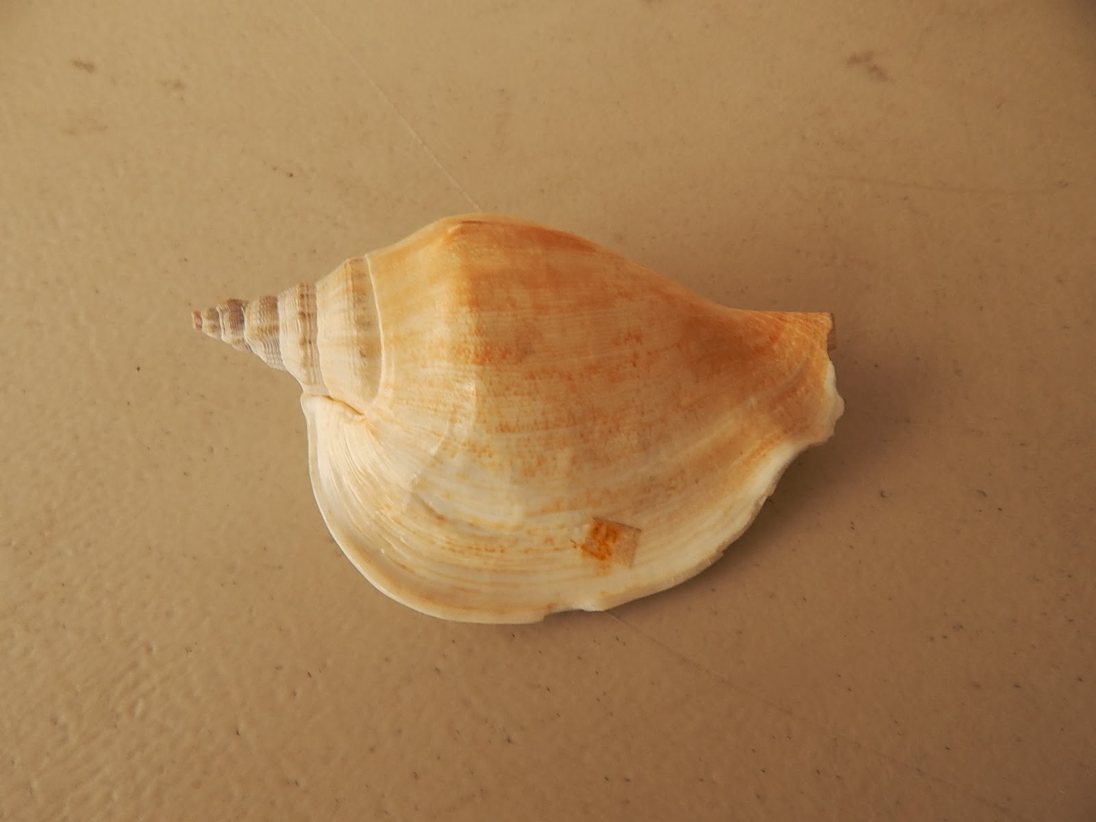 conchas y caracoles: Strombus epidromis