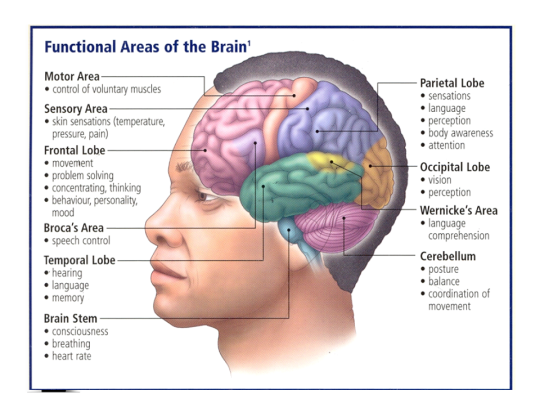 Medical and Health Science: Functions and Lobes of the brain