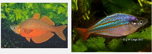 Mengenal Ikan Rainbow Boesemani yang Menggemparkan Dunia Ikan Hias