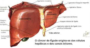 Anatomia Humana: Abdômen