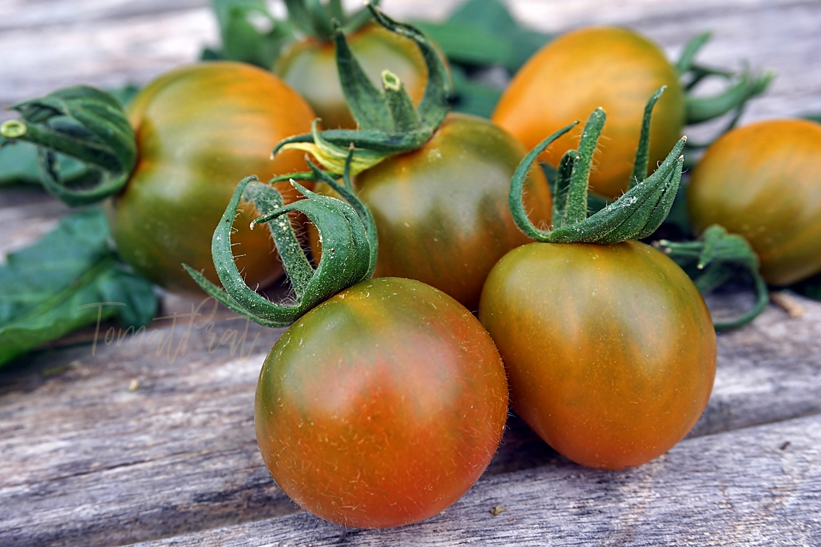 Helenes Tomater: K- 54-84 "Evil Olive"