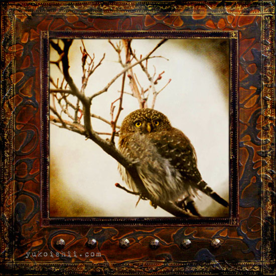 Yuko Ishii Art in Seattle: Summer Studio Sale - Northern Pygmy Owl I is ...