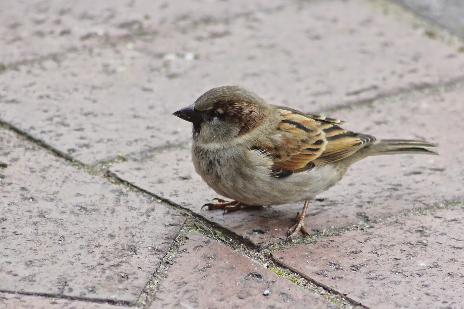 Geoff Thompsons Blog: "Toppy","Spotty", "Watty","Spoggy","Murray ...