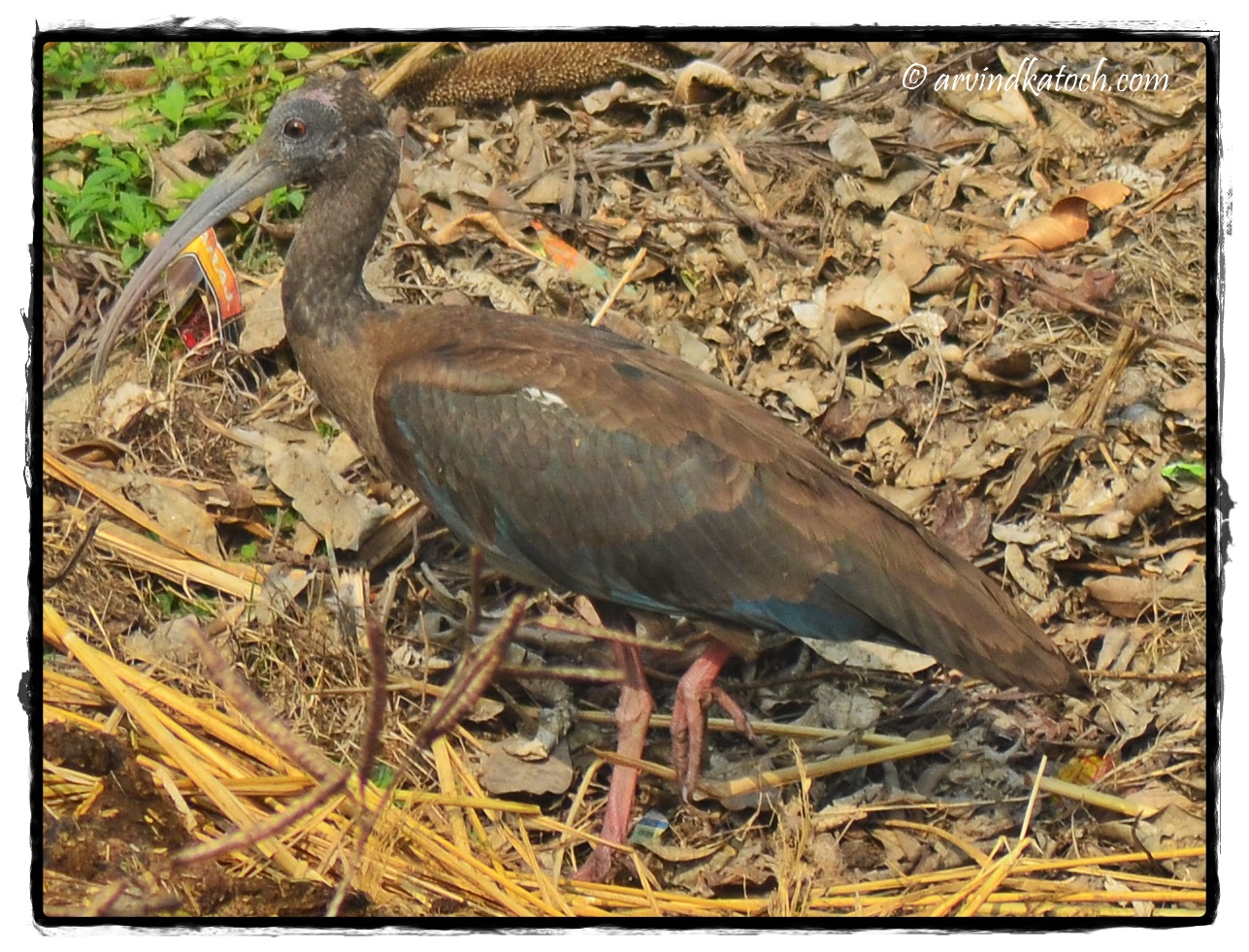 Indian Black Ibis (Pseudibis papillosa) Pictures and Detail