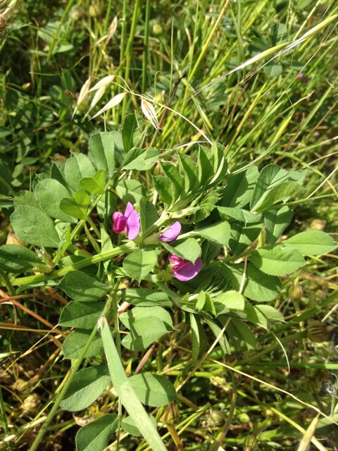 Flore d'Ajaccio: Vesce commune - Vicia sativa