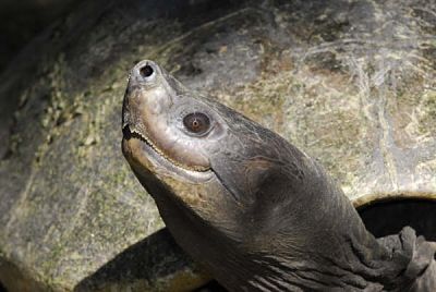 White Wolf : Extremely Rare Turtle Is Released Into the Wild